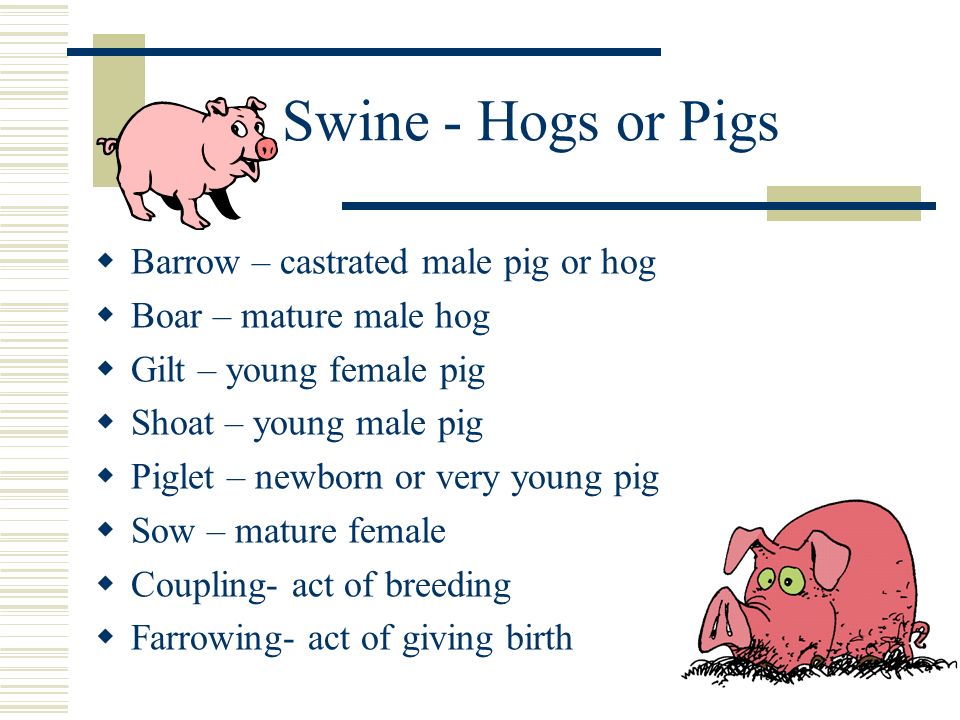 VET 2018 LAS Group E Lab 9 Bovine Castration